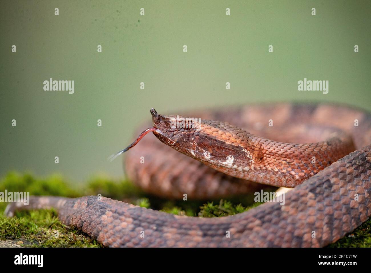 A closeup of Borneo pit viper snake slithering on green mosy rock on ...