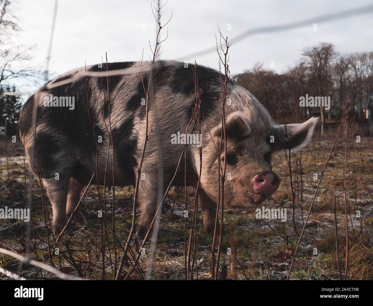 A cute pig with spots on a farm Stock Photo - Alamy