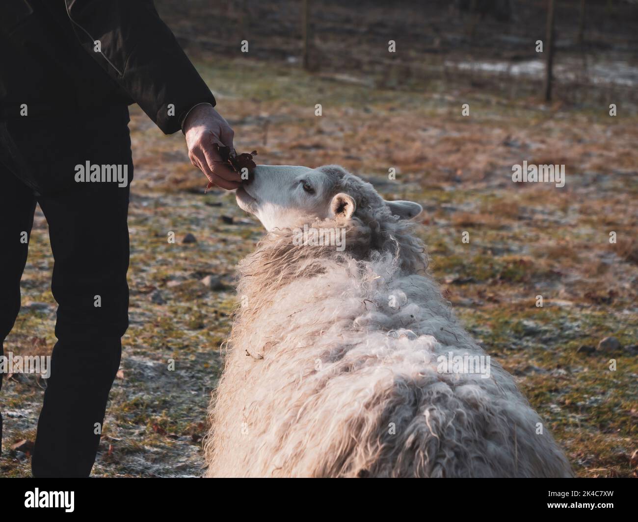 Sheep man hi-res stock photography and images - Alamy