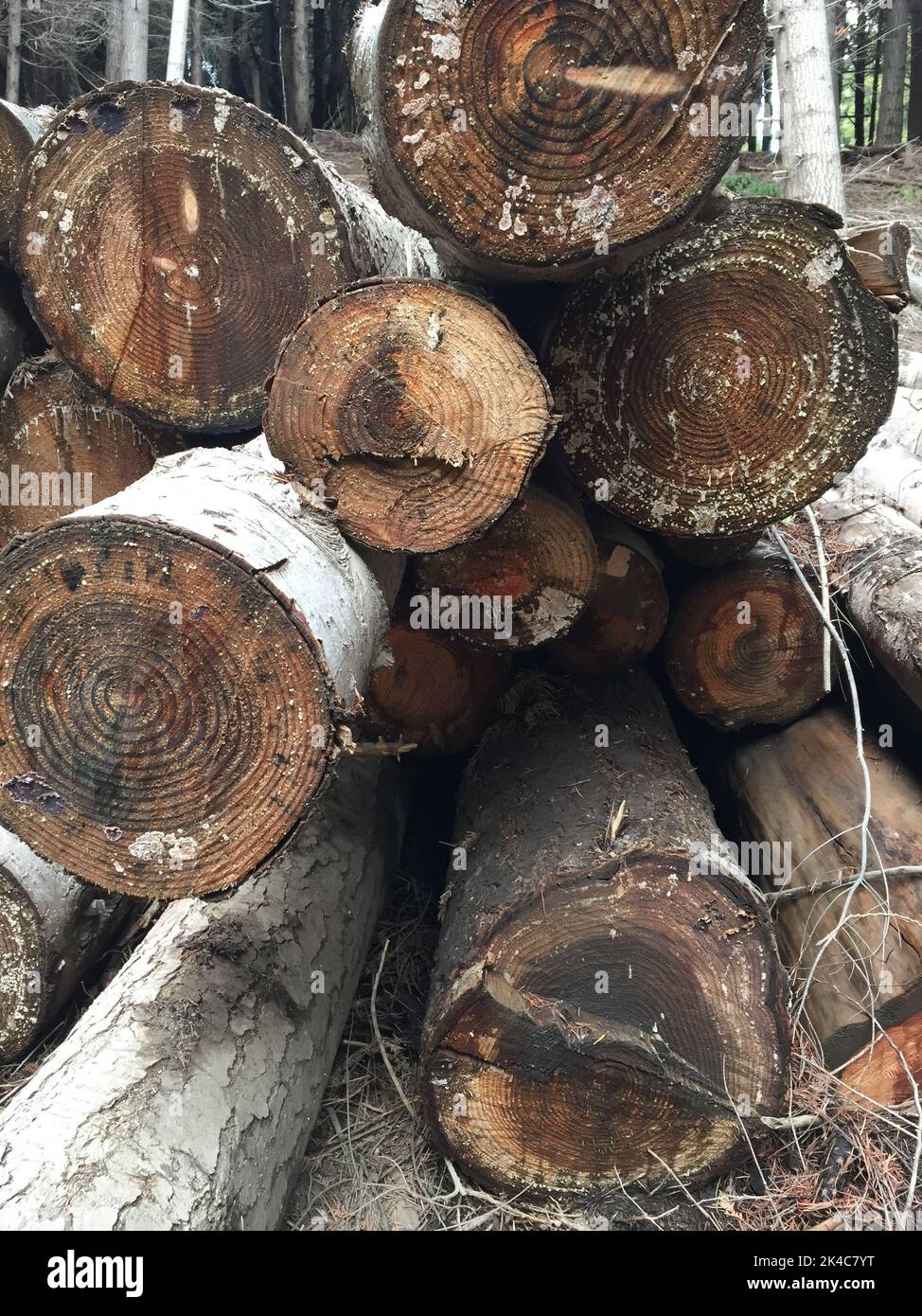 Tree trunks in a coks weather Stock Photo - Alamy