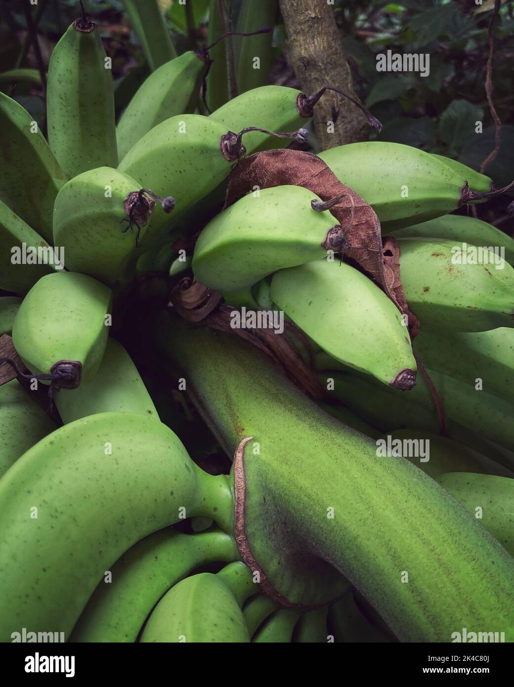 A vertical shot of ripening bananas on a tree in Amazona rainforest in ...