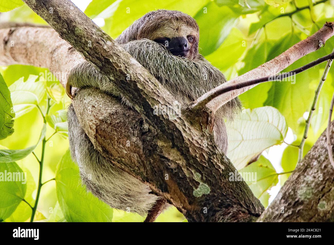 A sloth sitting on top of the tree branch Stock Photo - Alamy