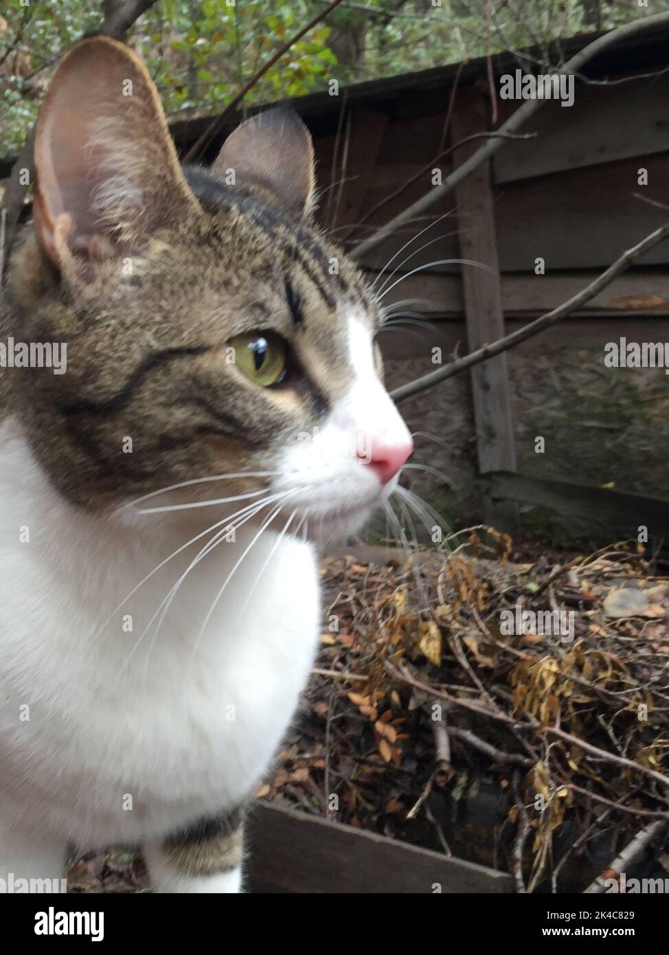 Portrait of a beautiful gray and white cat Stock Photo - Alamy