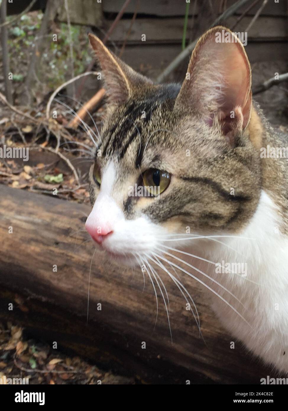 White cat look hi-res stock photography and images - Alamy