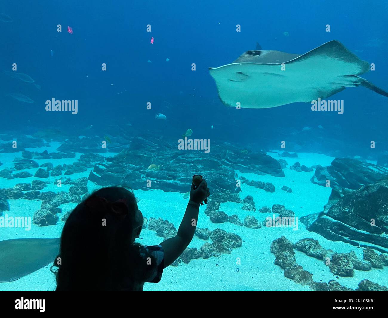 Stingray toy hi-res stock photography and images - Alamy