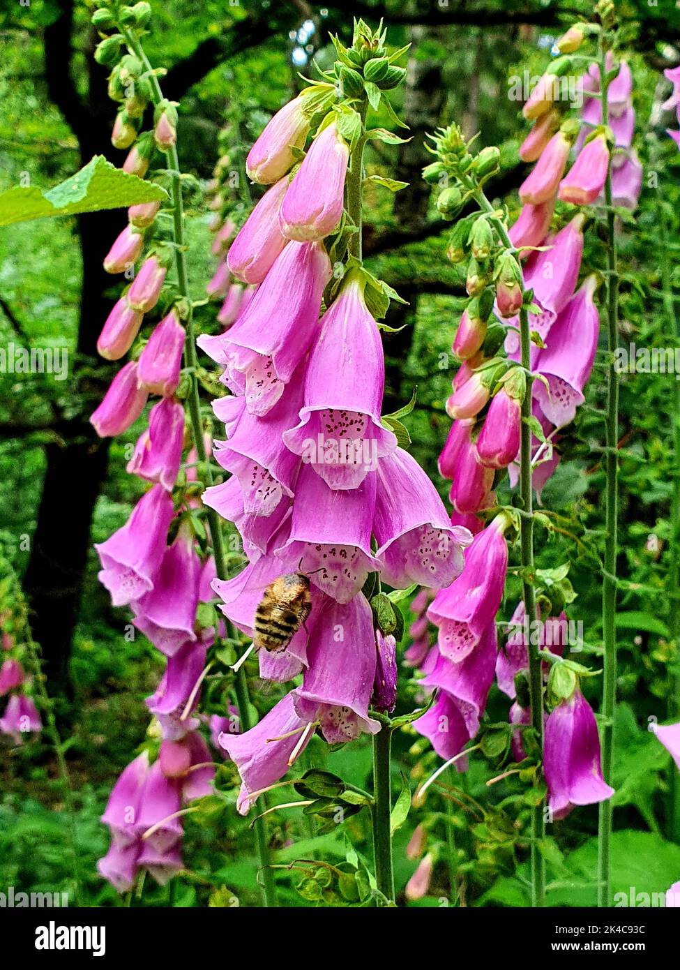 A foxglove is beautiful to look at, but this plant is very poisonous ...