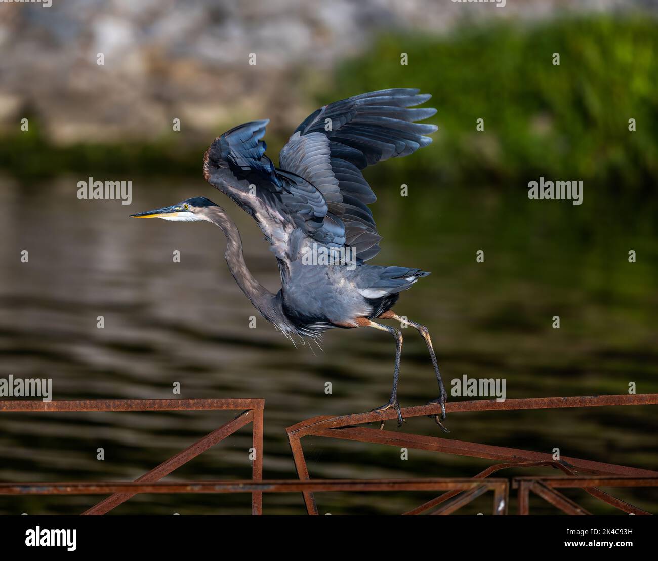 A beautiful shot of a gray heron flying over a pond Stock Photo - Alamy
