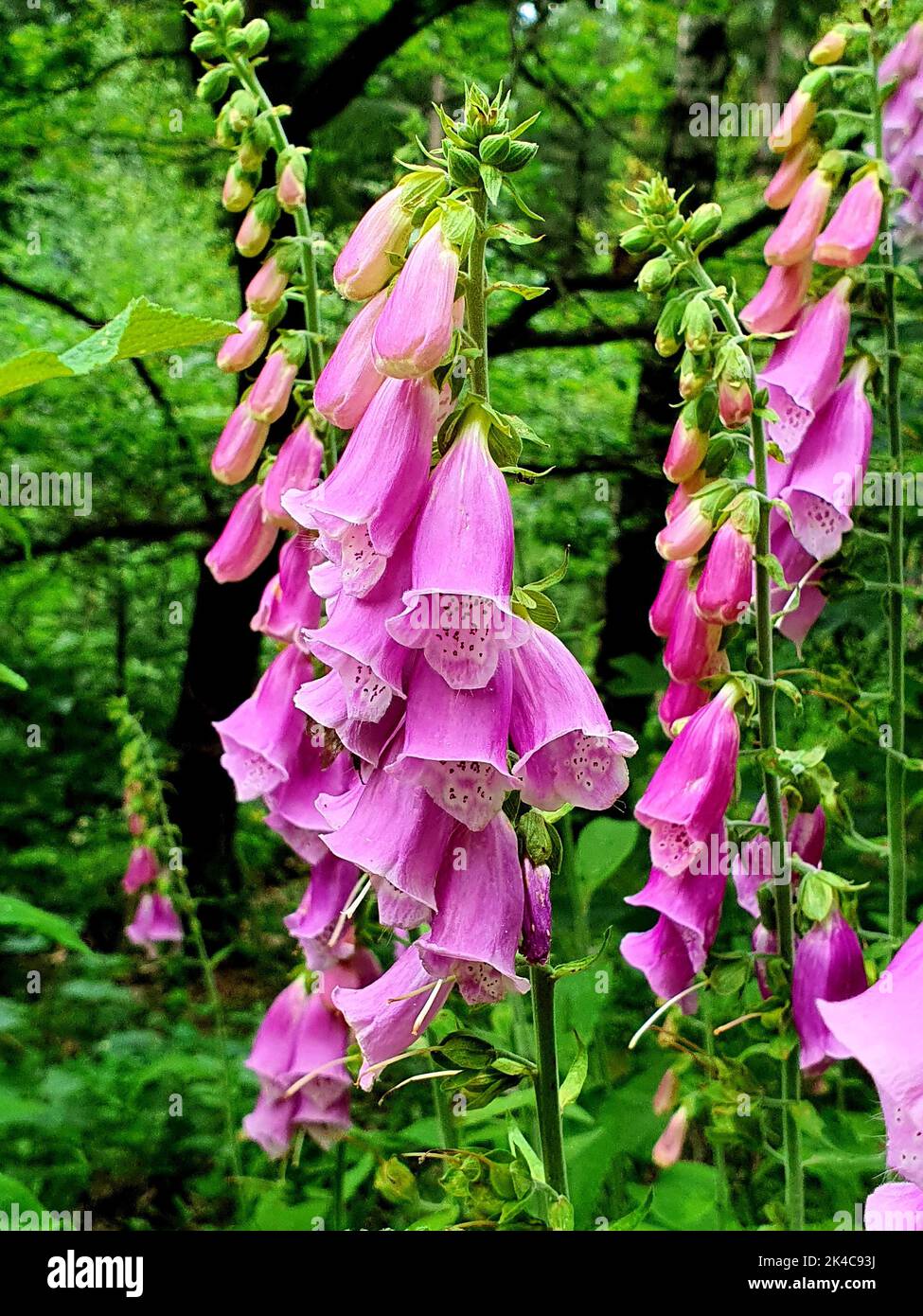 A foxglove is beautiful to look at, but this plant is very poisonous ...