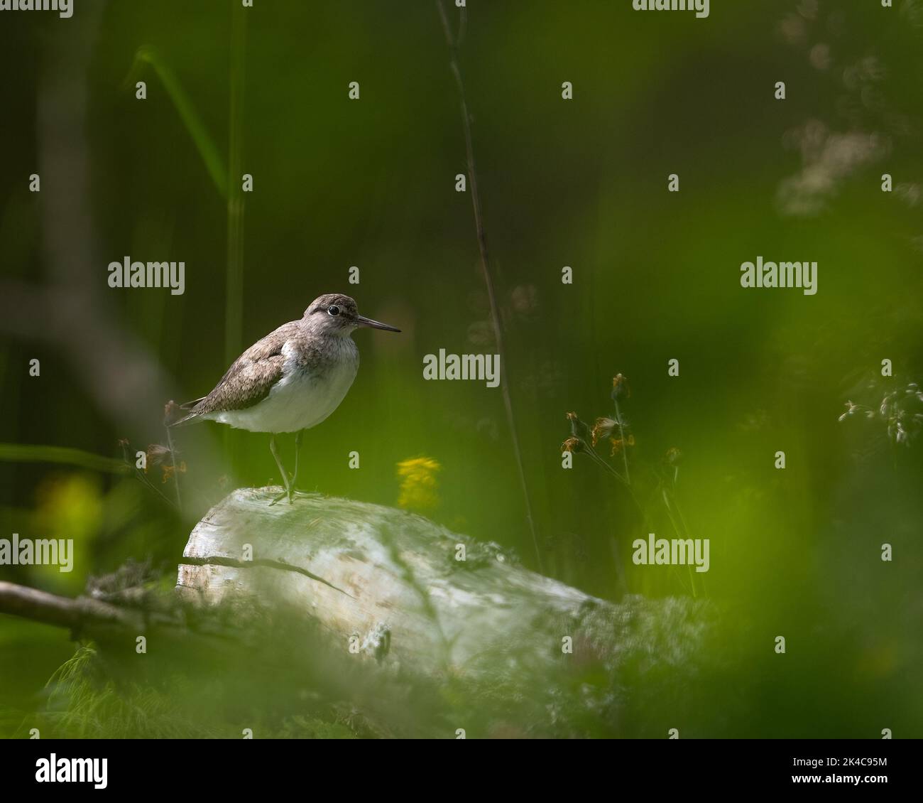 Carrier bird hi-res stock photography and images - Alamy