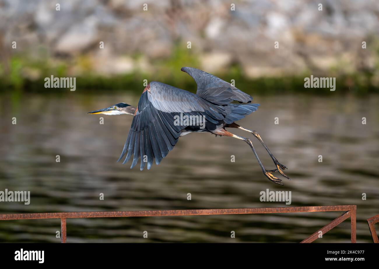 A beautiful shot of a gray heron flying over a pond Stock Photo - Alamy