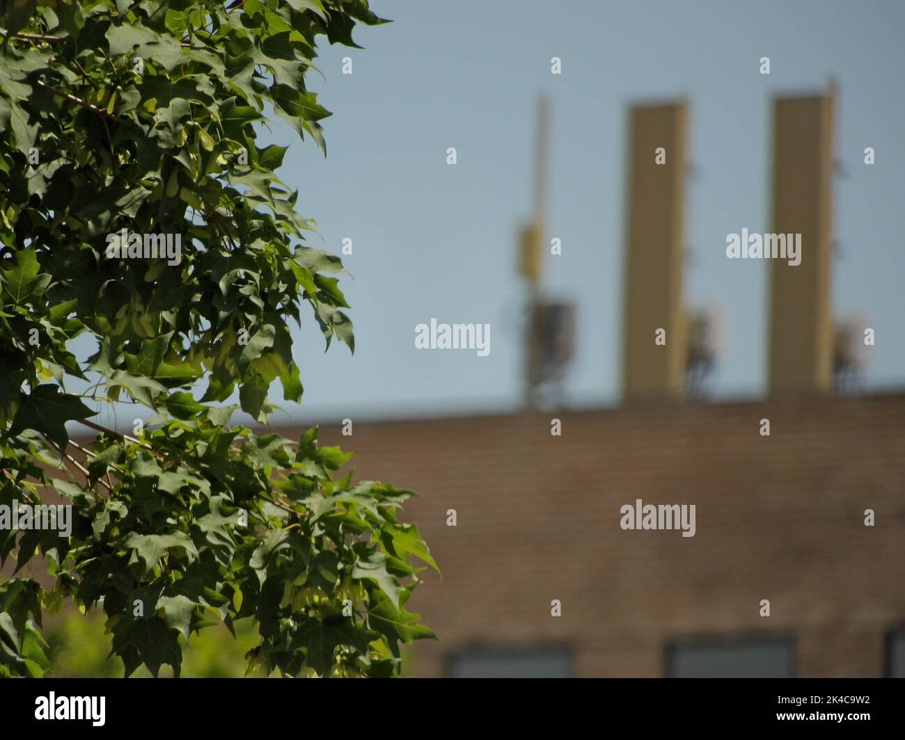 Green foliage of the tree against blurry background of factory building ...