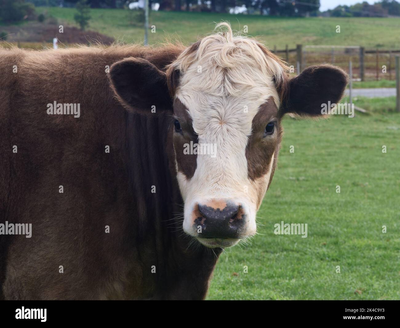 Head and shoulders view of a bovine animal. Field is in the background ...