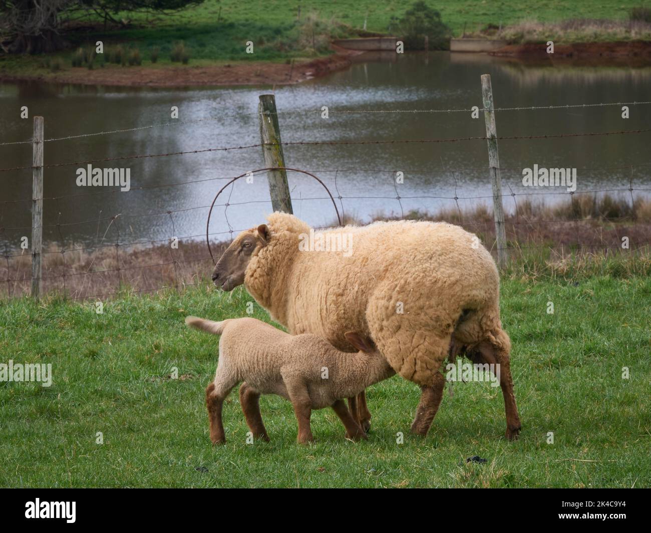 One sheep and one lamb feeding from the ewein a paddock of lush green ...