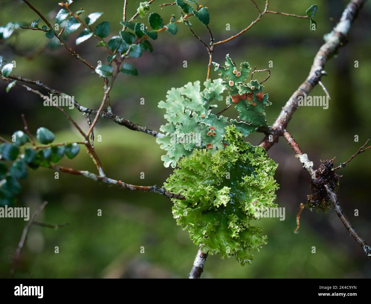 close up of lichen on a myrtle beach tree. The lichen is bigger than ...