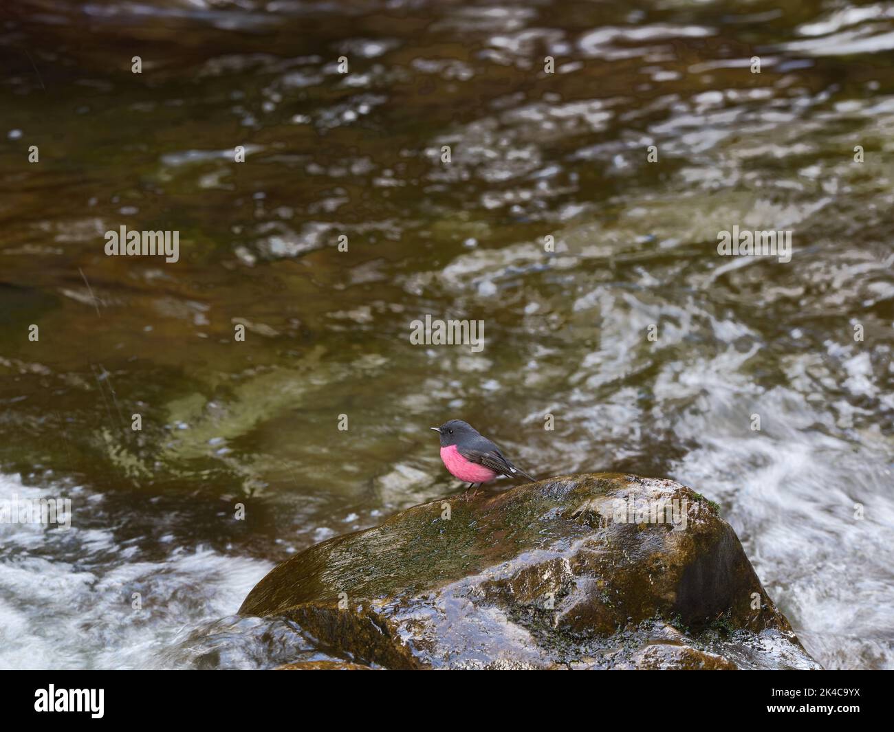 Male Pink Robin is sitting in the middle of a free flowing river small ...