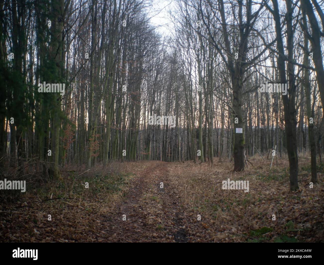 A pathway covered with fallen autumn leaves in a forest Stock Photo - Alamy