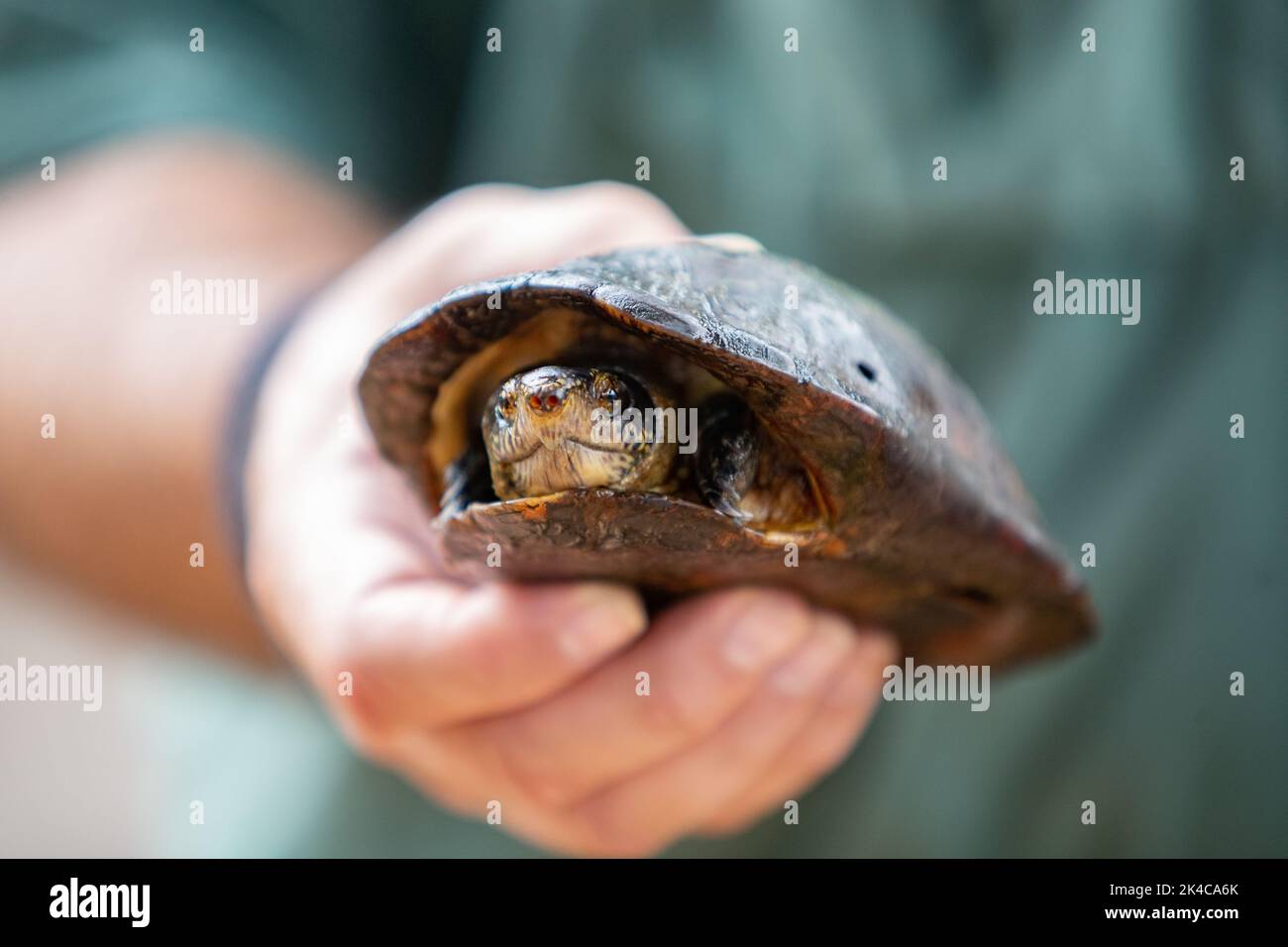Person holding turtle hi-res stock photography and images - Alamy