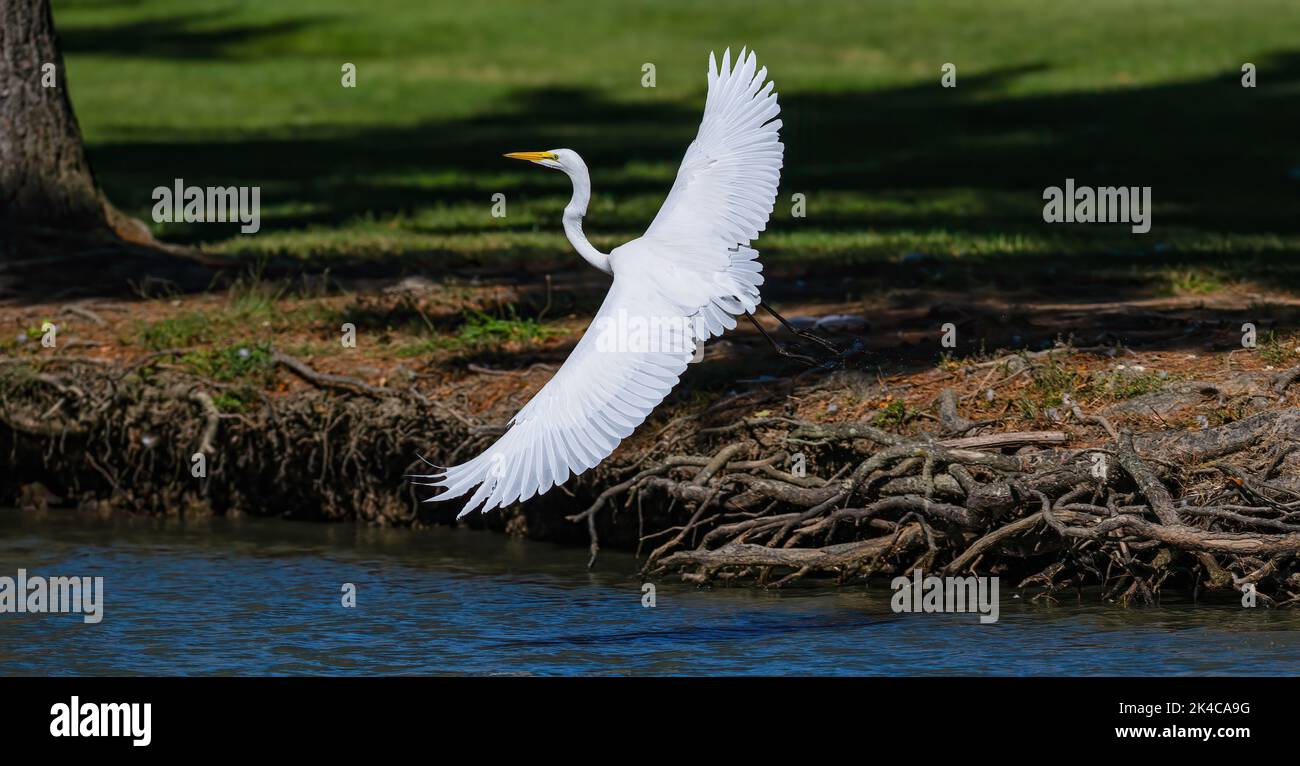A white eastern great egret standing on a river bank with its wings ...