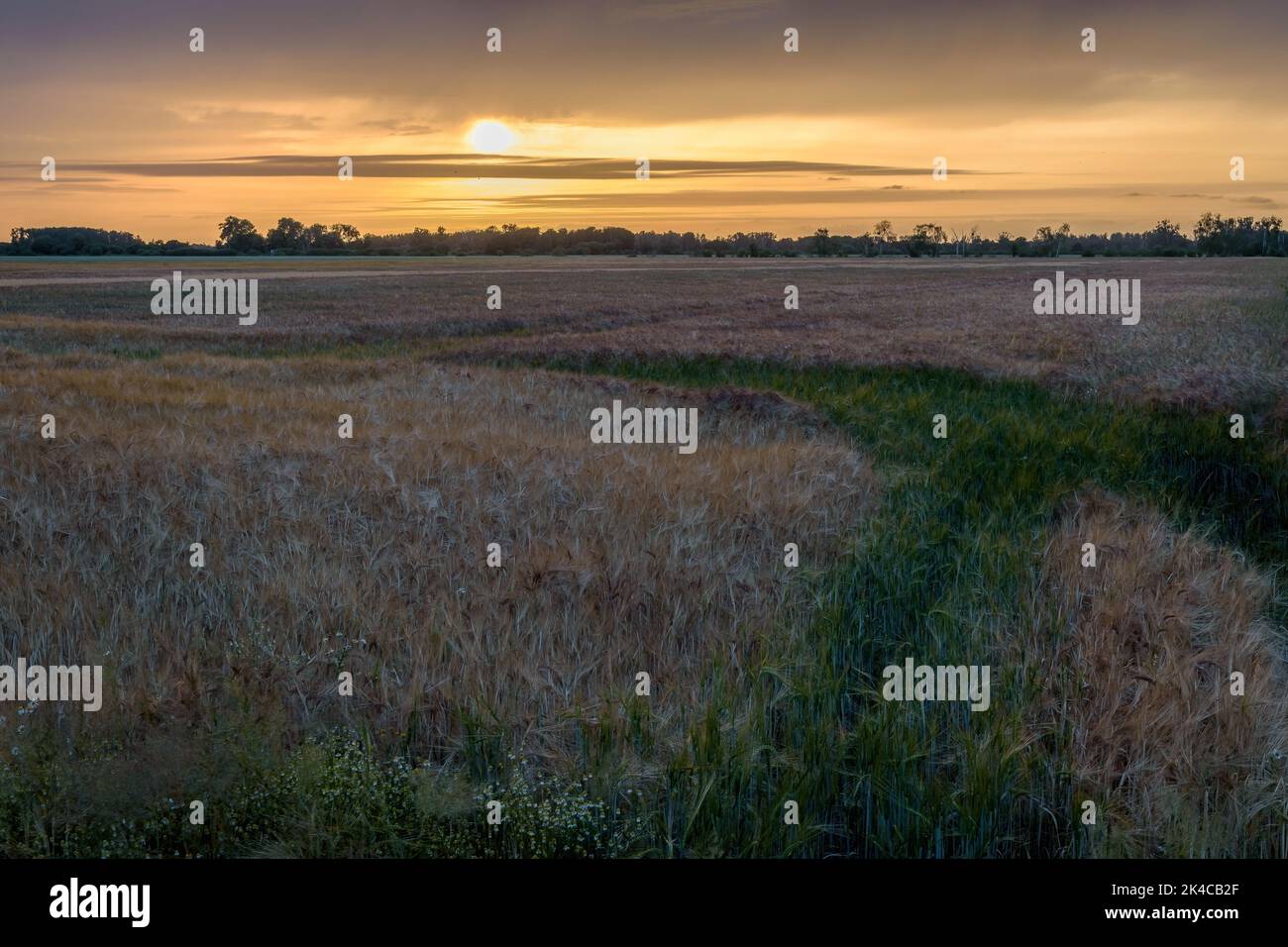 A scenic view of the golden sunset over the fields in Dromling Stock ...