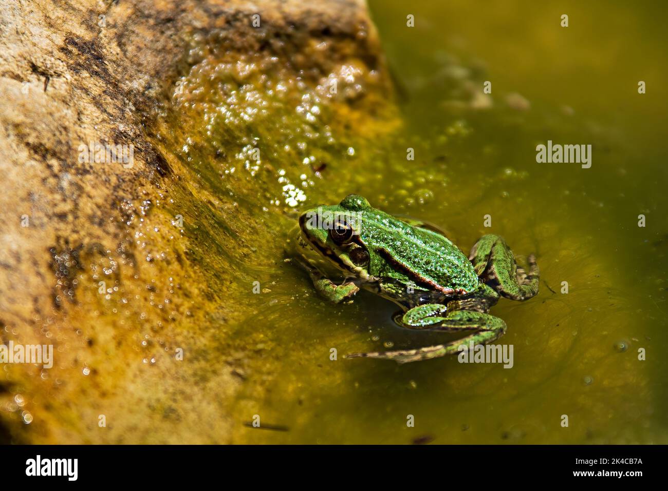 European edible frog hi-res stock photography and images - Alamy