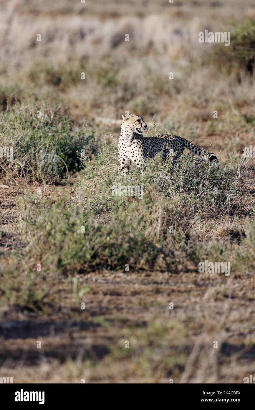 A vertical shot of a male cheetah walking in the bush of Amboseli ...