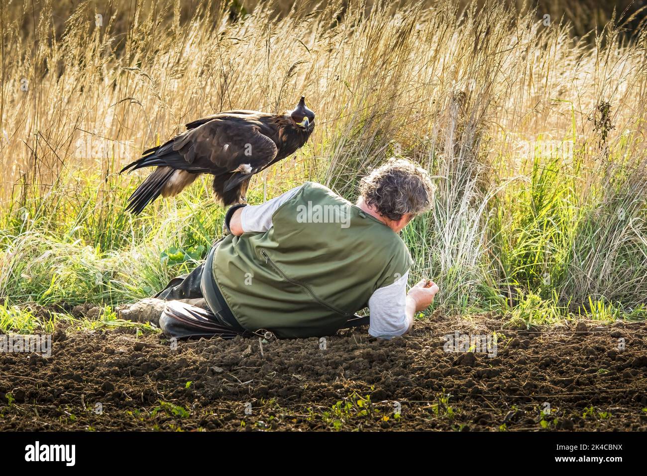 A back view of a male with his pet hawk Stock Photo - Alamy