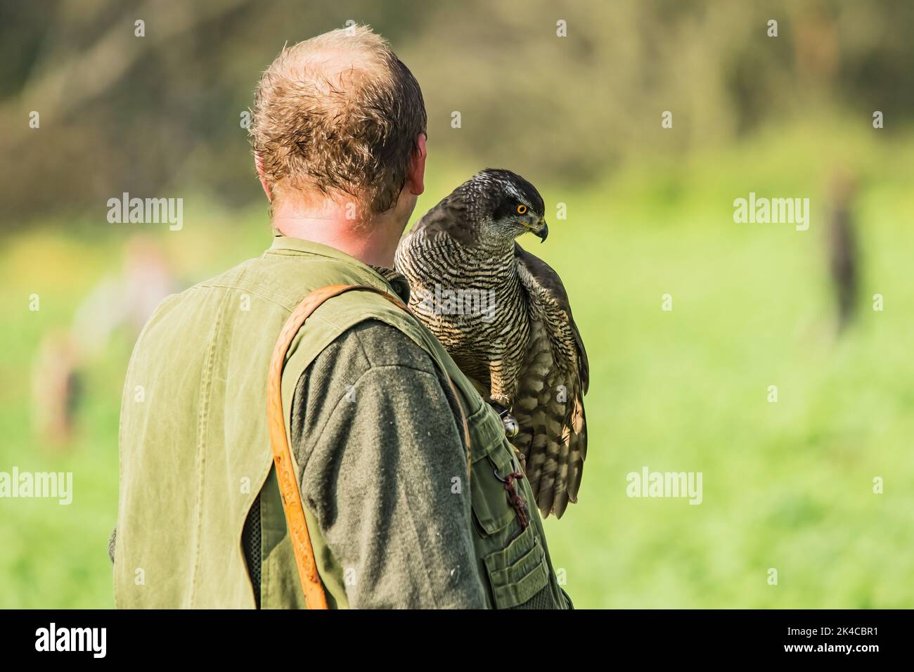 A back view of a male with his pet hawk Stock Photo - Alamy