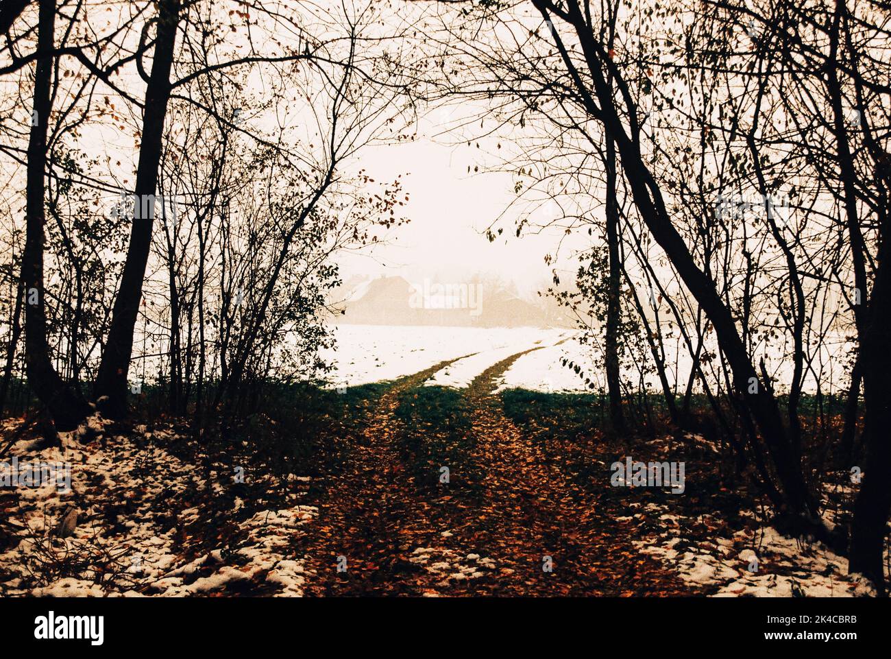 Transitioning trees hi-res stock photography and images - Alamy