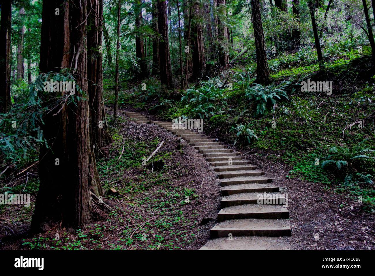 A path road with brown wooden stairs in the forest full of long tall ...