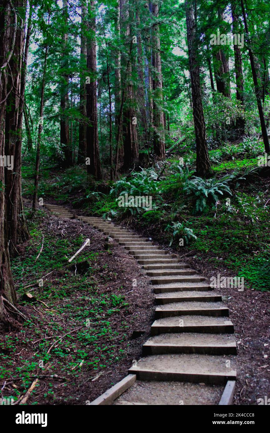 A path road with brown wooden stairs in the forest full of long tall ...