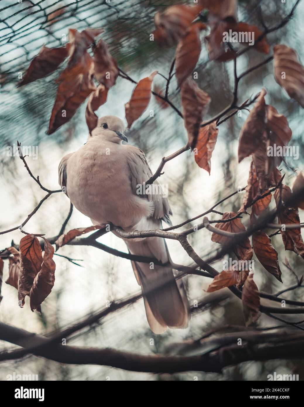 A vertical closeup shot of a fluffy white dove perched on a branch ...