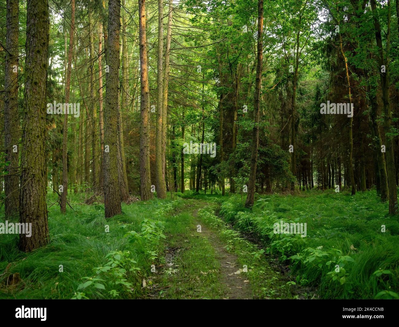 A beautiful walking trail through a bright green forest Stock Photo - Alamy