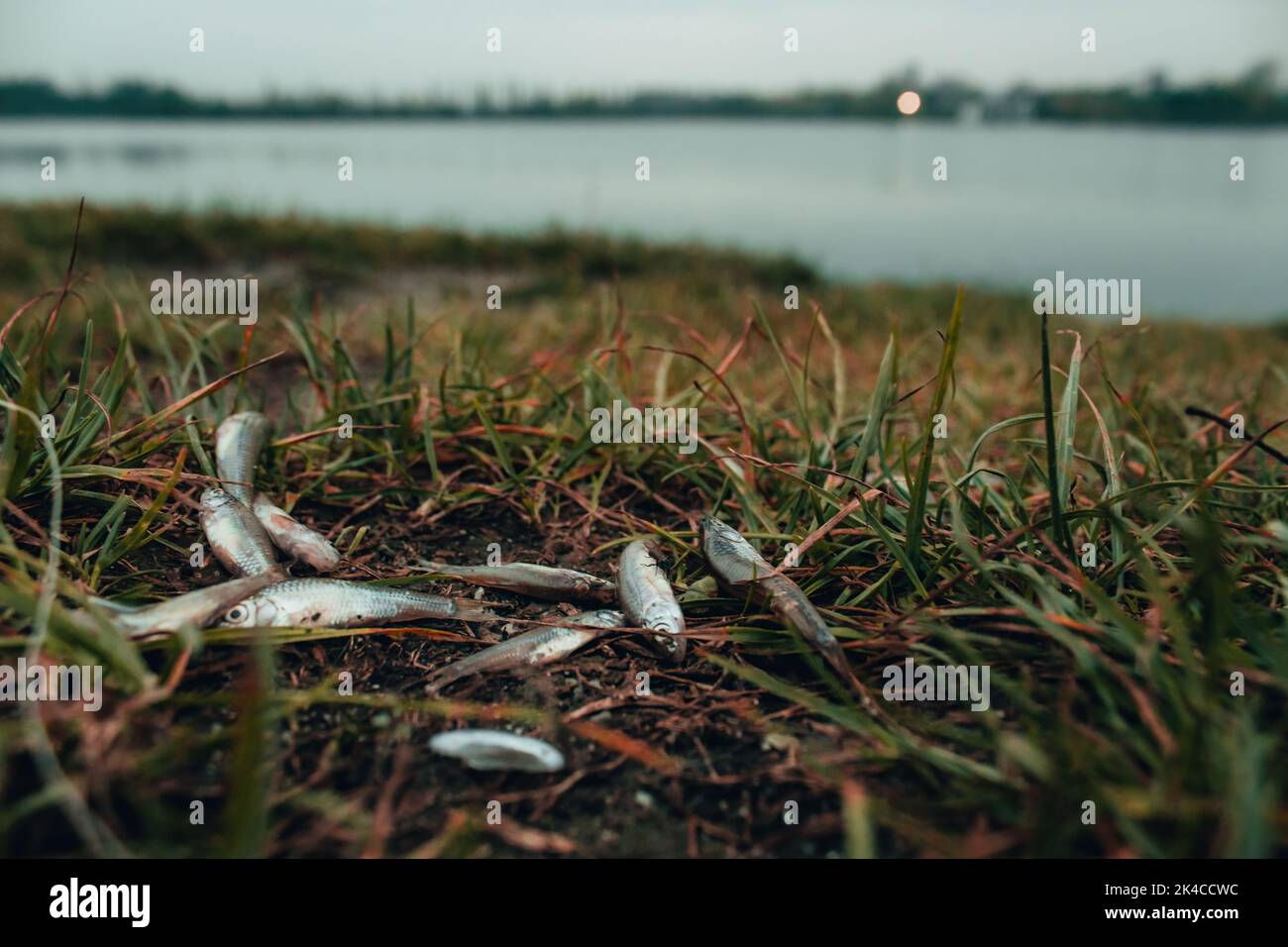 A closeup shot of small anchovy fish in the grass near a lake Stock ...