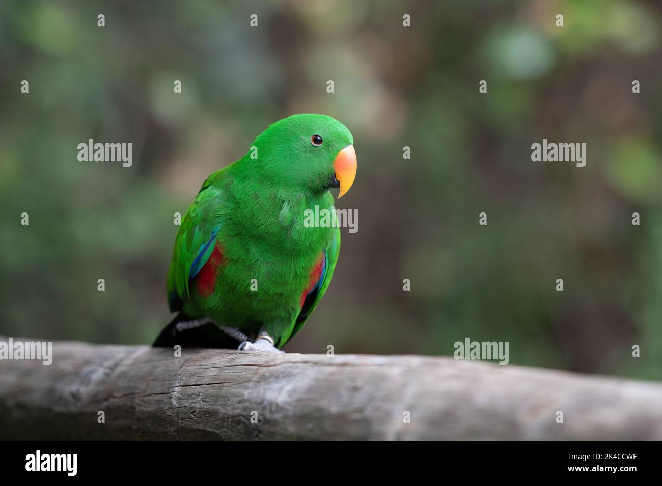 A macro of a green parrot on a tree branch Stock Photo - Alamy