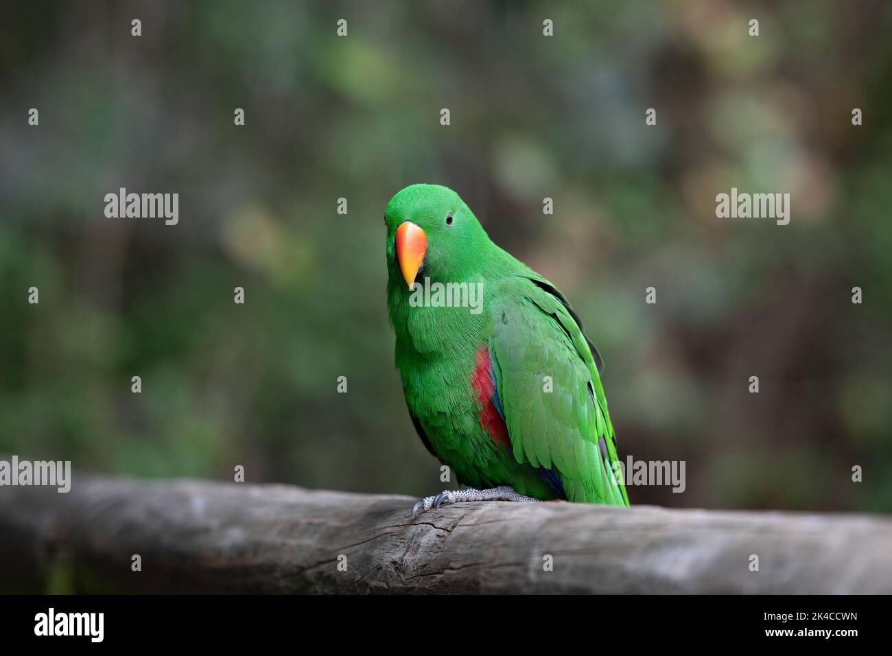 A macro of a green parrot on a tree branch Stock Photo - Alamy