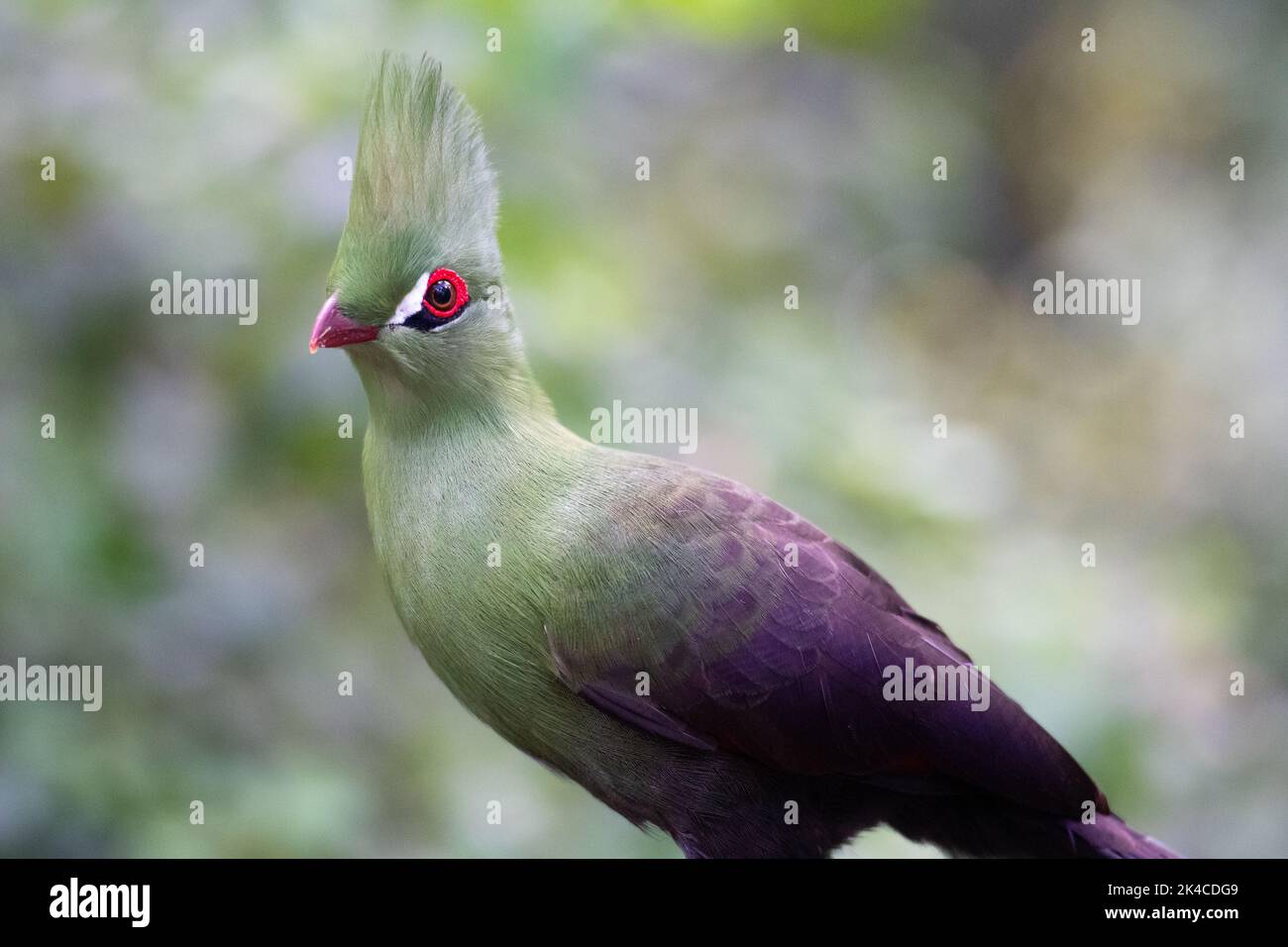 A macro of a turaco on a tree branch Stock Photo - Alamy