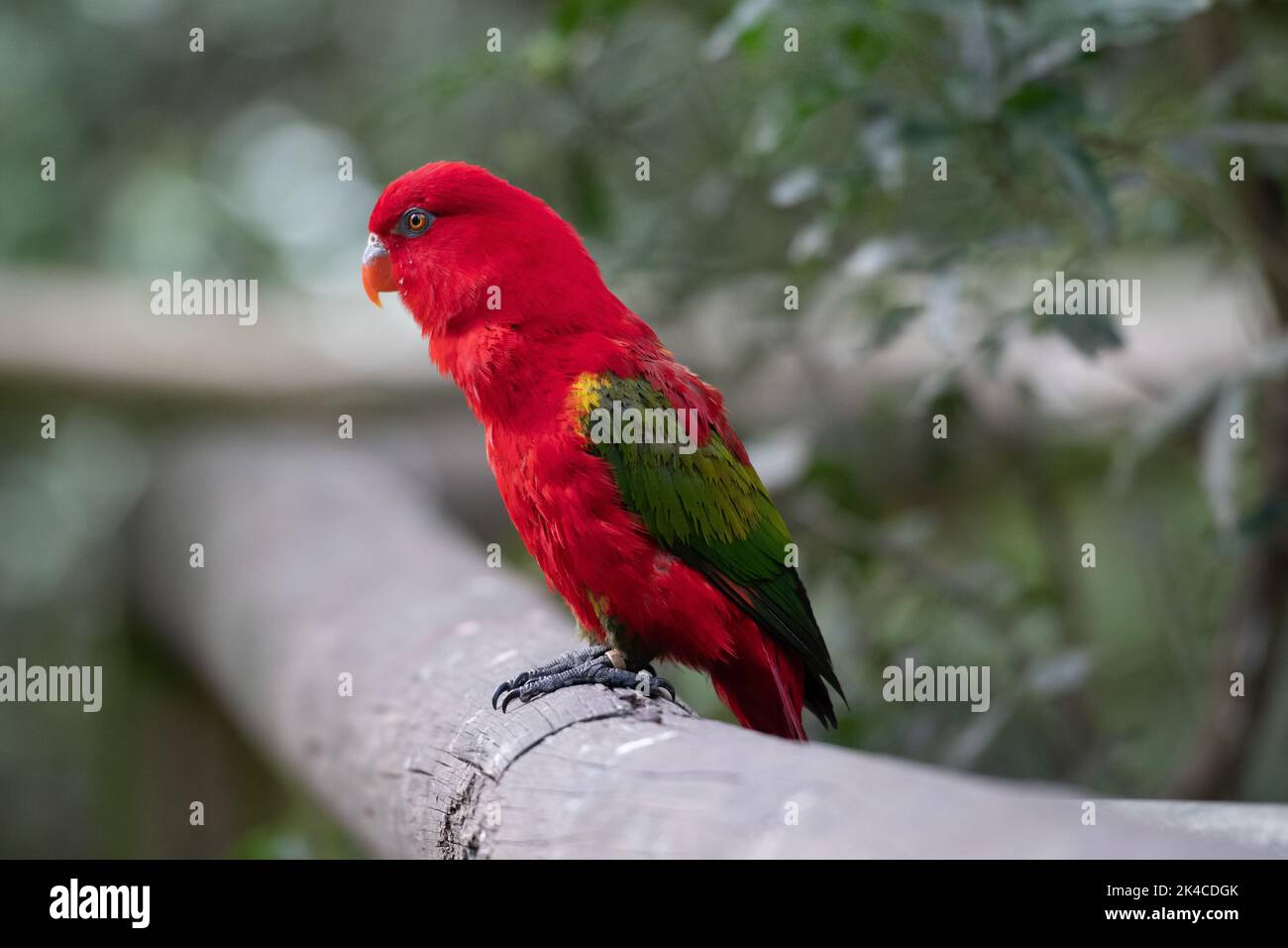 A macro of a red lory on a tree branch Stock Photo - Alamy