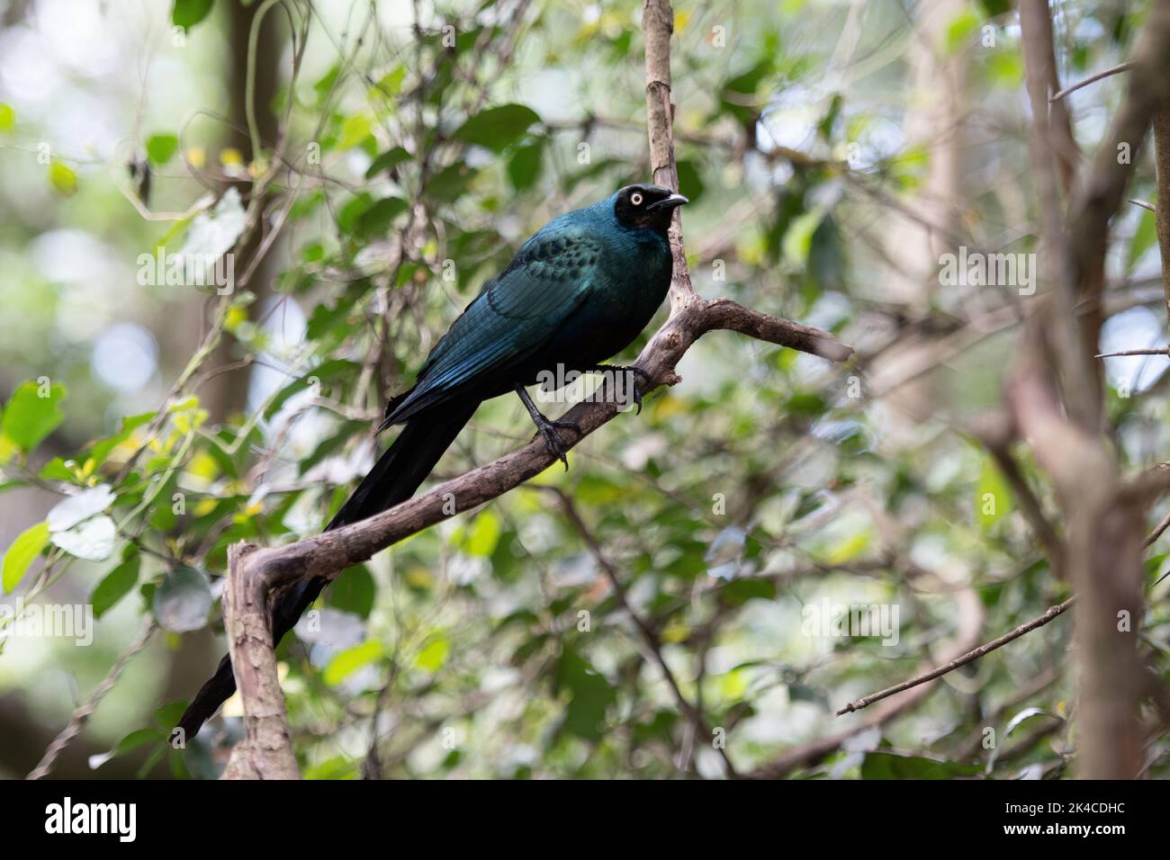 A closeup of a splendid starling on a tree branch Stock Photo - Alamy