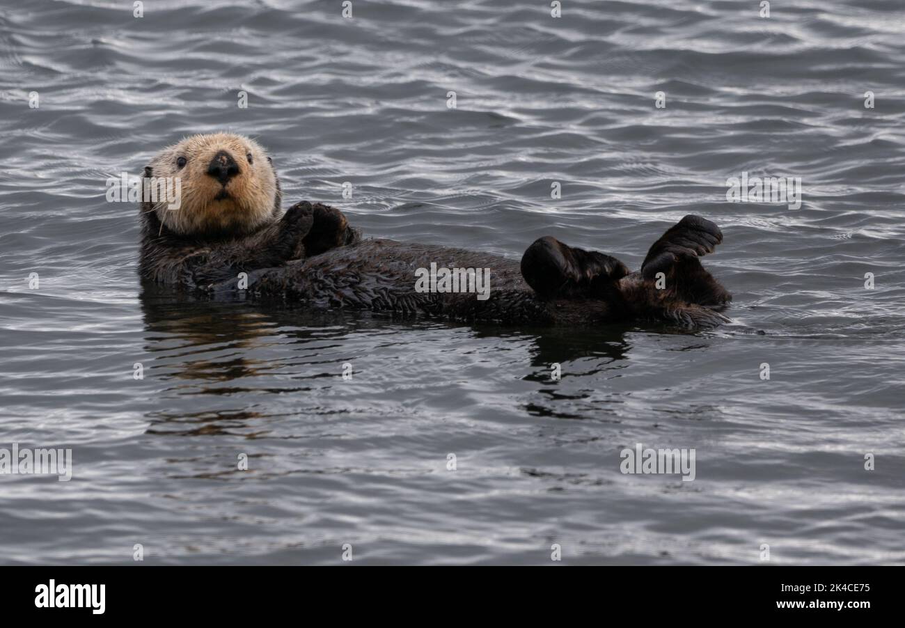 An sea otter lying on its back in the sea close to Adak islands Stock ...
