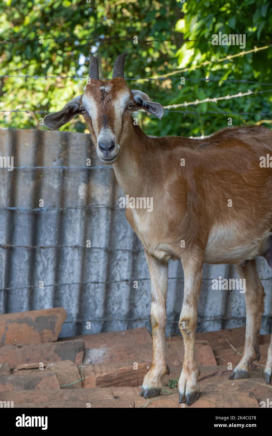 A brown doe goat on broken brick surface Stock Photo - Alamy