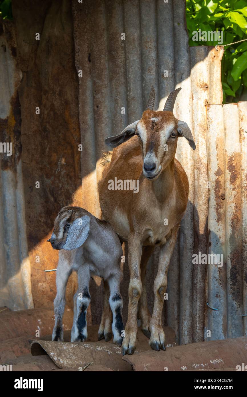 A brown doe goat and kid on broken brick surface Stock Photo - Alamy