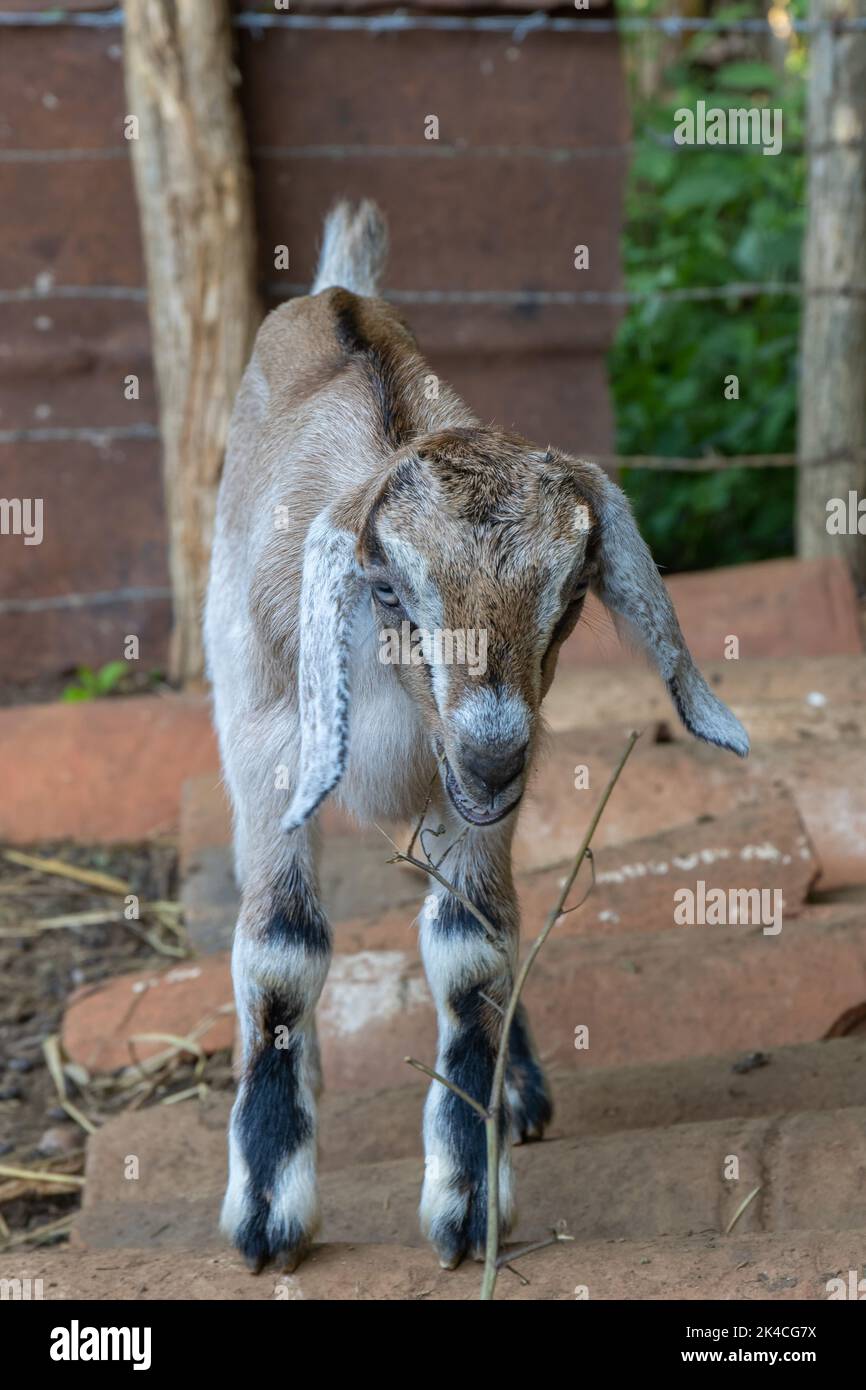 A young brown goat on broken brick surface Stock Photo - Alamy