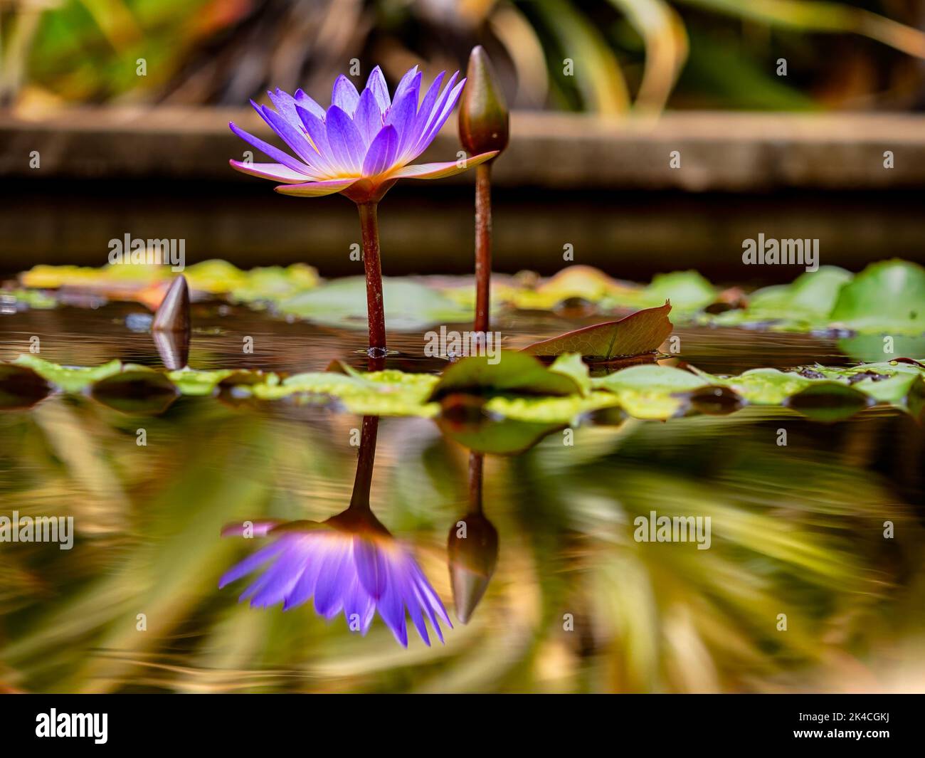 A symmetrical display of a purple Egyptian lotus on a mirror lake Stock ...
