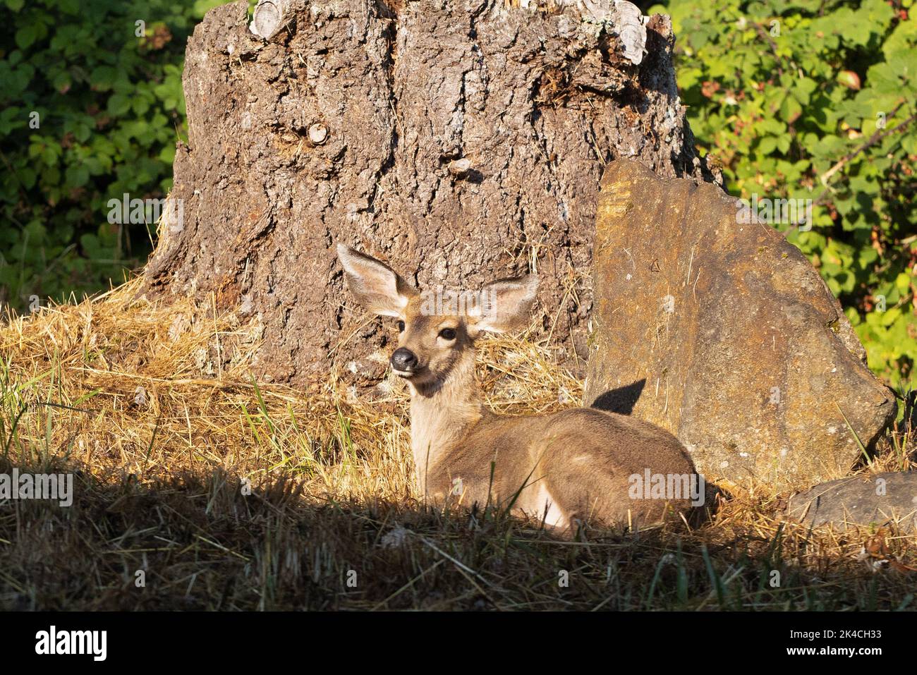 A fawn resting next to a tree in Eugene, Oregon Stock Photo - Alamy