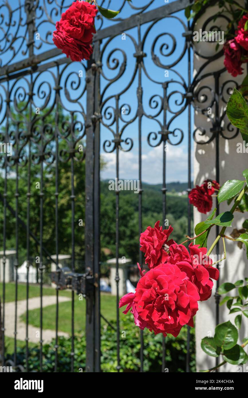 A vertical shot of red rose flowers on the gate of Castle Clam in ...