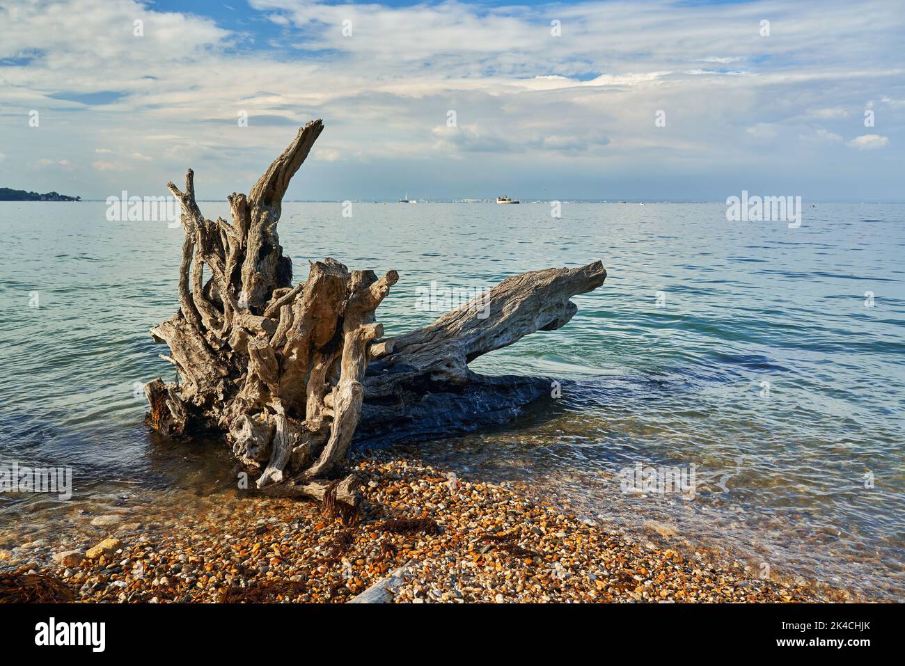 The Dead tree roots on the beach Stock Photo - Alamy