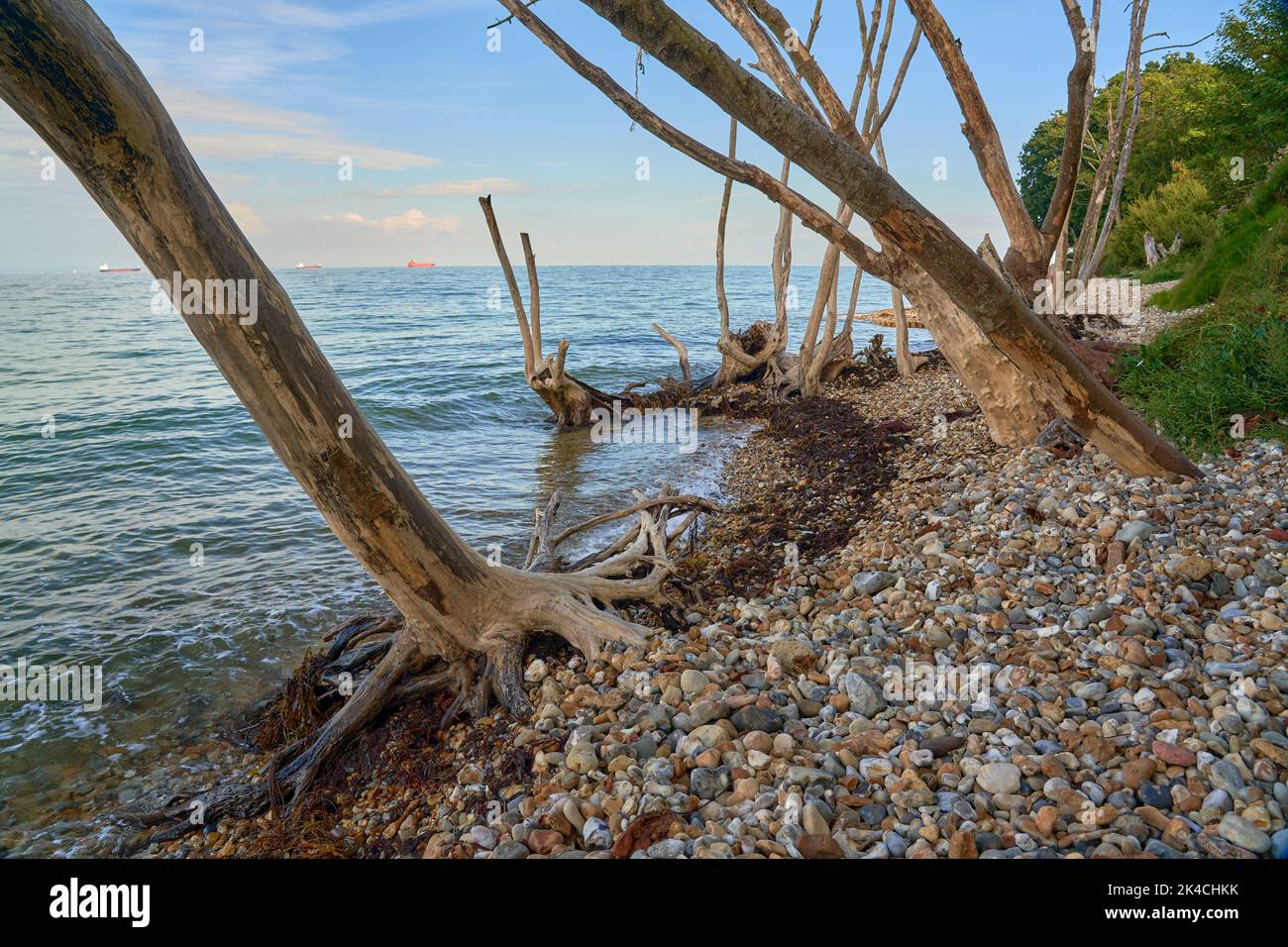 The Dead tree roots on the beach Stock Photo - Alamy