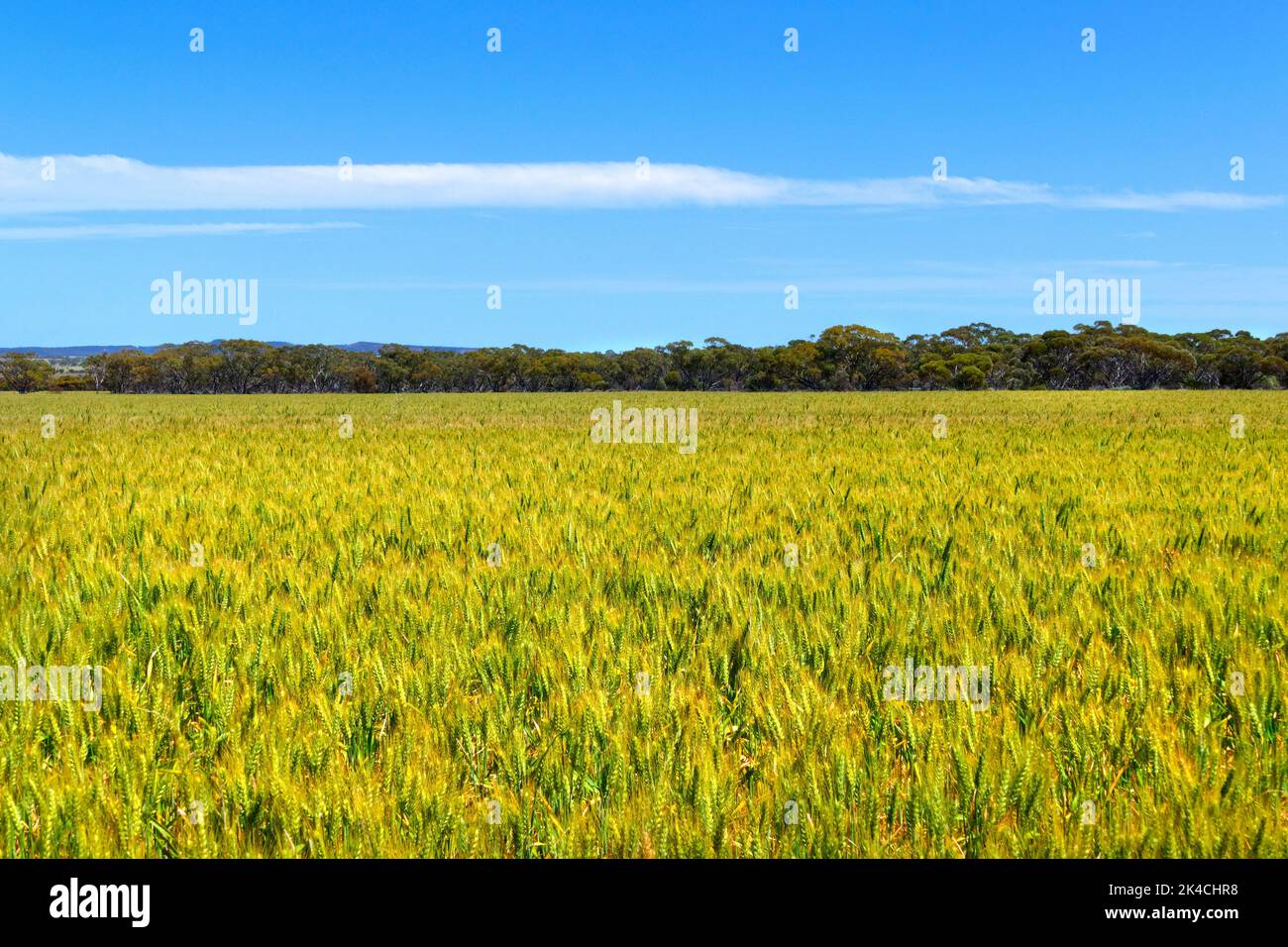 Wheat crop western australia hi-res stock photography and images - Alamy