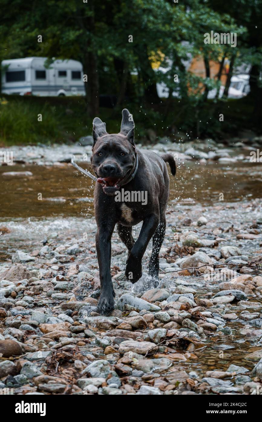 Running cane corso hi-res stock photography and images - Alamy