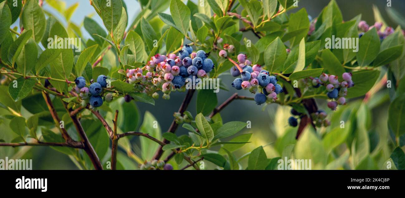 panorama of fresh blueberries, show this healthy sweet fruit growing on ...
